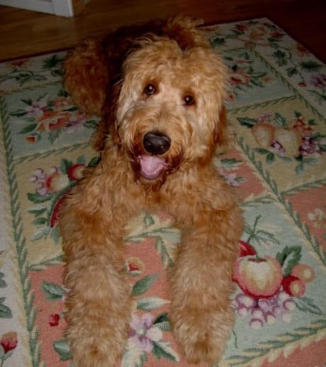 He's Just a Dog | The Confident Mom